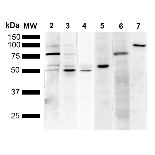 KDEL Antibody, Clone 1F2: PerCP, PerCP, 100 µg | Labscoop