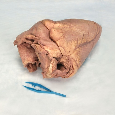 Carolinas Perfect Solution® Cow Heart, Base of Aorta Attached, 4-1/2 lb ...