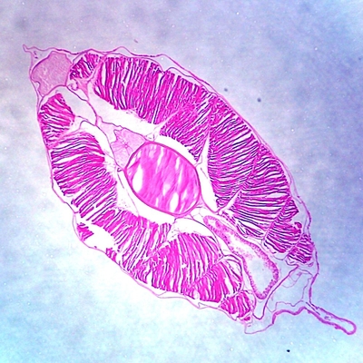 Amphioxus, Caudal, cross section, Microscope Slide, EA | Labscoop