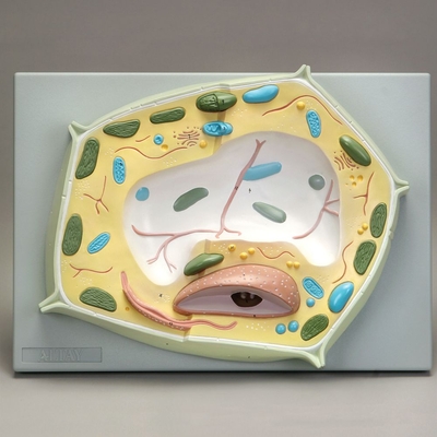 Altay Plant Cell Model, EA | Labscoop