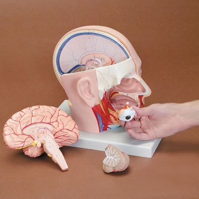 Altay Human Head Dissection Model, EA | Labscoop